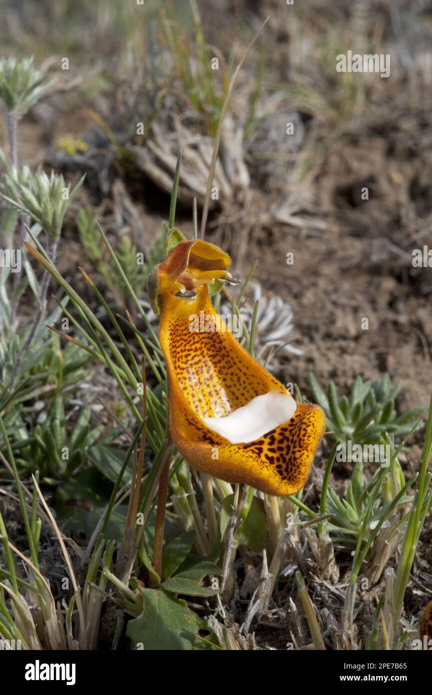 Flowering Sand Lady's Slipper (Calceolaria uniflora), Parque National ...