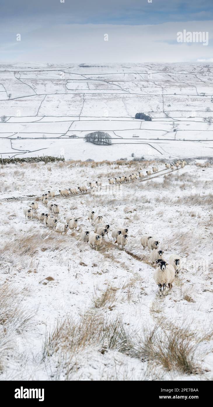 Flock of Swaledale ewes in an upland pasture following a track through ...
