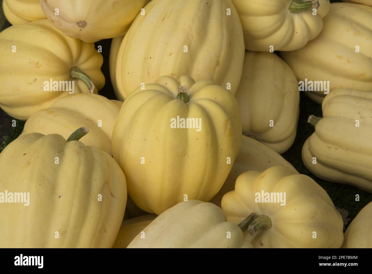 Squash, pumpkins, gourd family, Squash (Cucurbita sp.) 'Cream of the ...