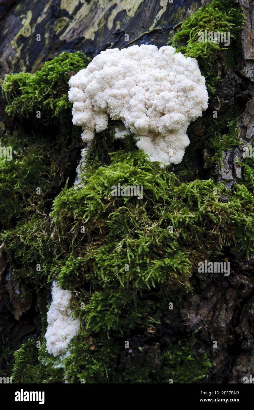 False Puffball (Enteridium lycoperdon) plasmodial phase, growing on ...