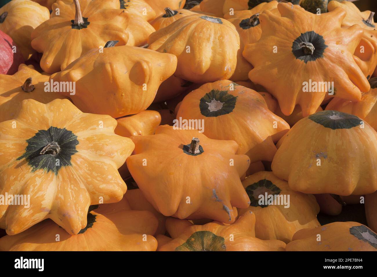 Garden pumpkin (Cucurbita pepo), cucurbits, Summer Squash 'Flying ...