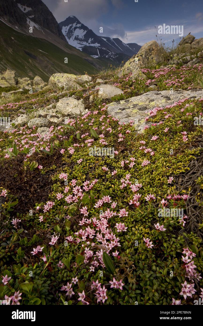Trailing azalea hi-res stock photography and images - Alamy