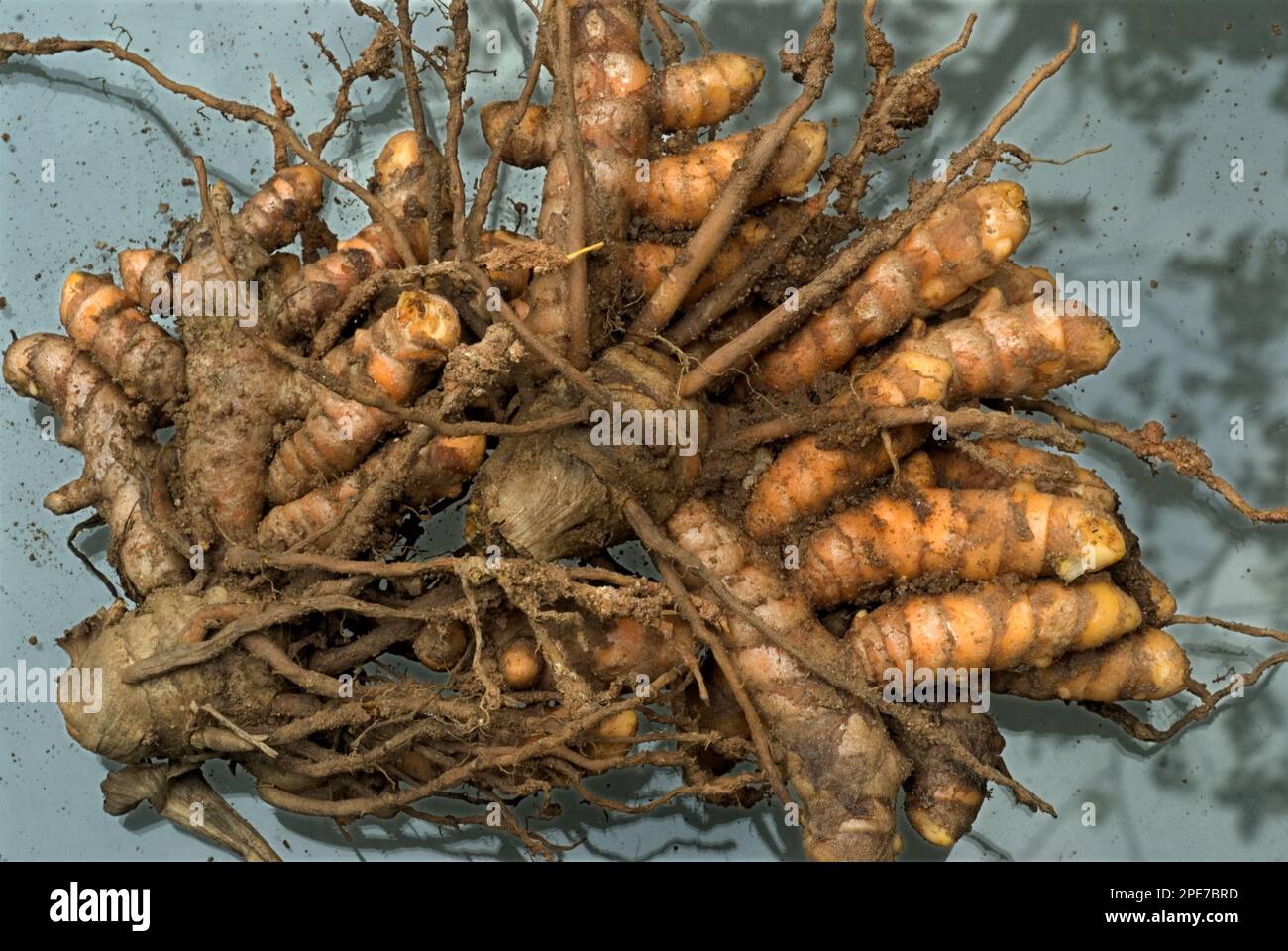 Kasturi Turmeric Turmeric (Curcuma aromatica) tuber rootstock ...