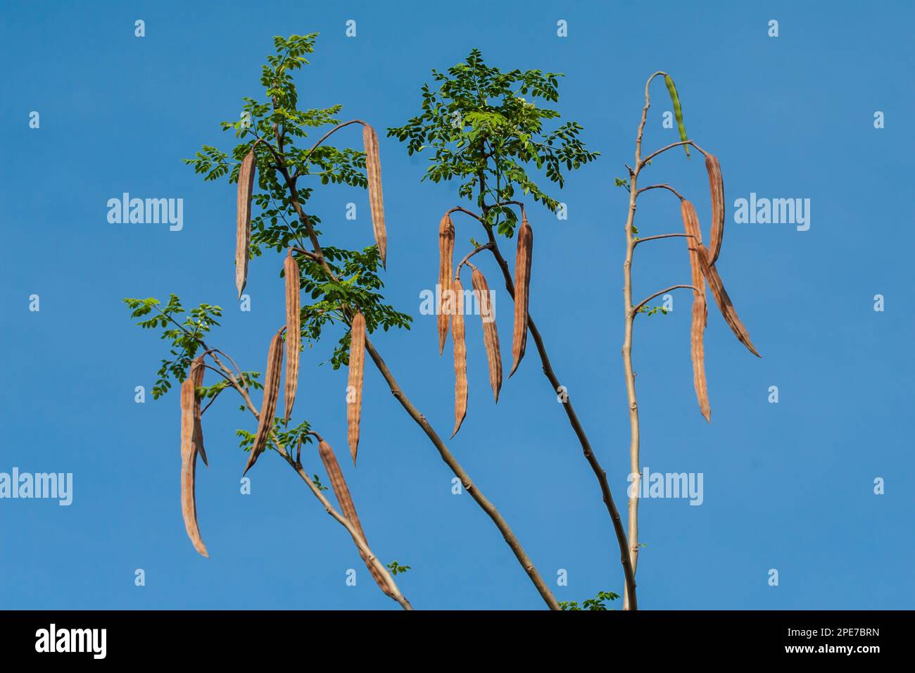 Moringa (Moringa oleifera) close-up of seedpods, Palawan, Philippines ...