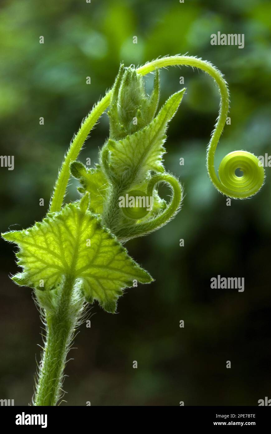 Mukka Piriyan (Mukia maderaspatana) close-up of tendrils and buds ...
