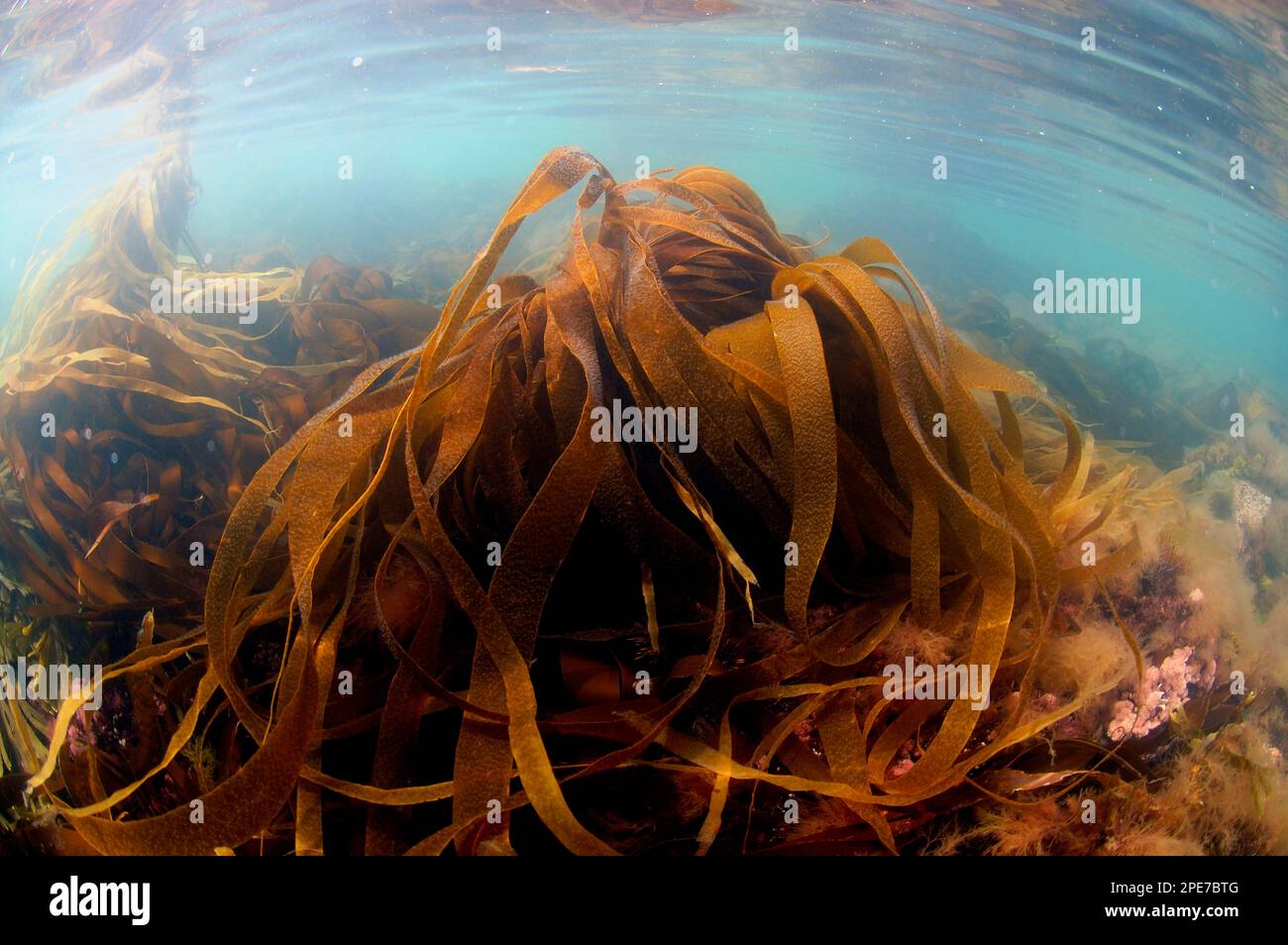 Fur bellows frond (Saccorhiza polyschides) among red seaweed underwater, Kimmeridge, Dorset ...