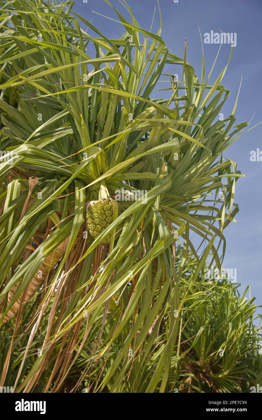 Fragrant Screwpine (Pandanus odoratissimus) leaves and fruit, Honda Bay ...