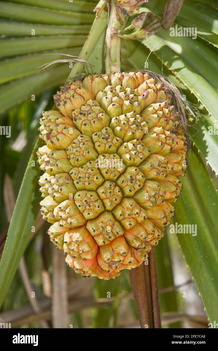 Fragrant Screwpine (Pandanus odoratissimus) close-up of fruit, Honda ...