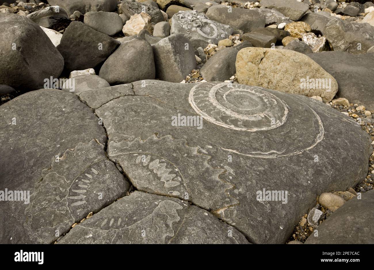Ammonite fossils exposed in rock on beach, near Lyme Regis, Jurassic ...