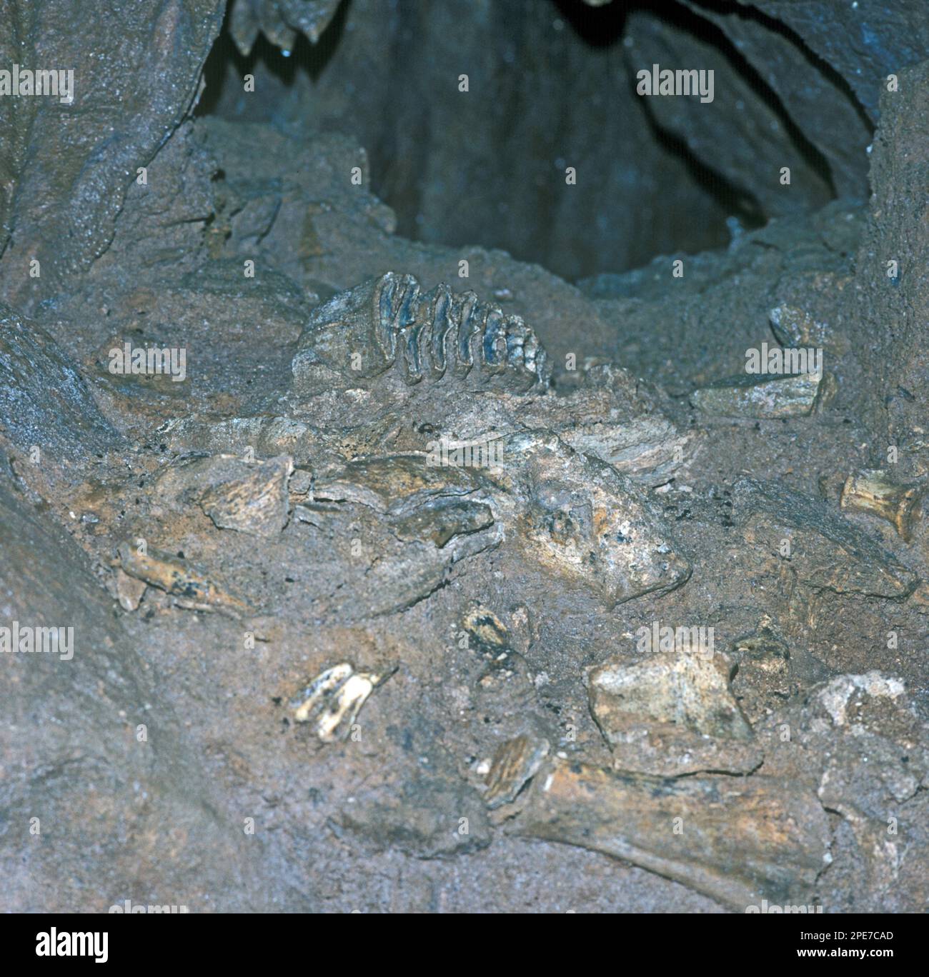 Fossils Show Tooth of Baby Straight Tusk Elephant/William Pengell Cave ...