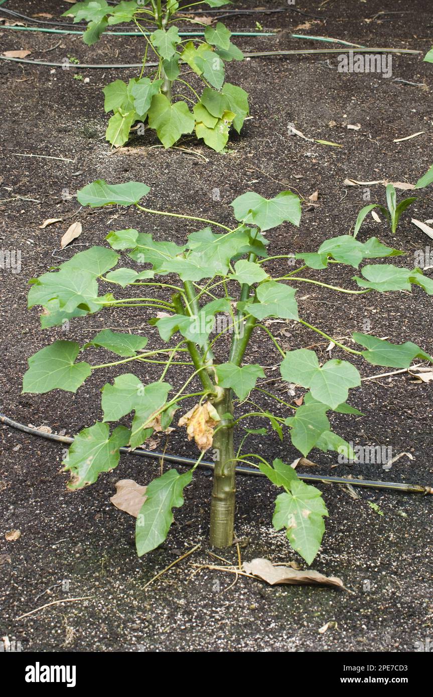 Physical poison nut (Jatropha curcas) grown for nuts used as biofuel ...