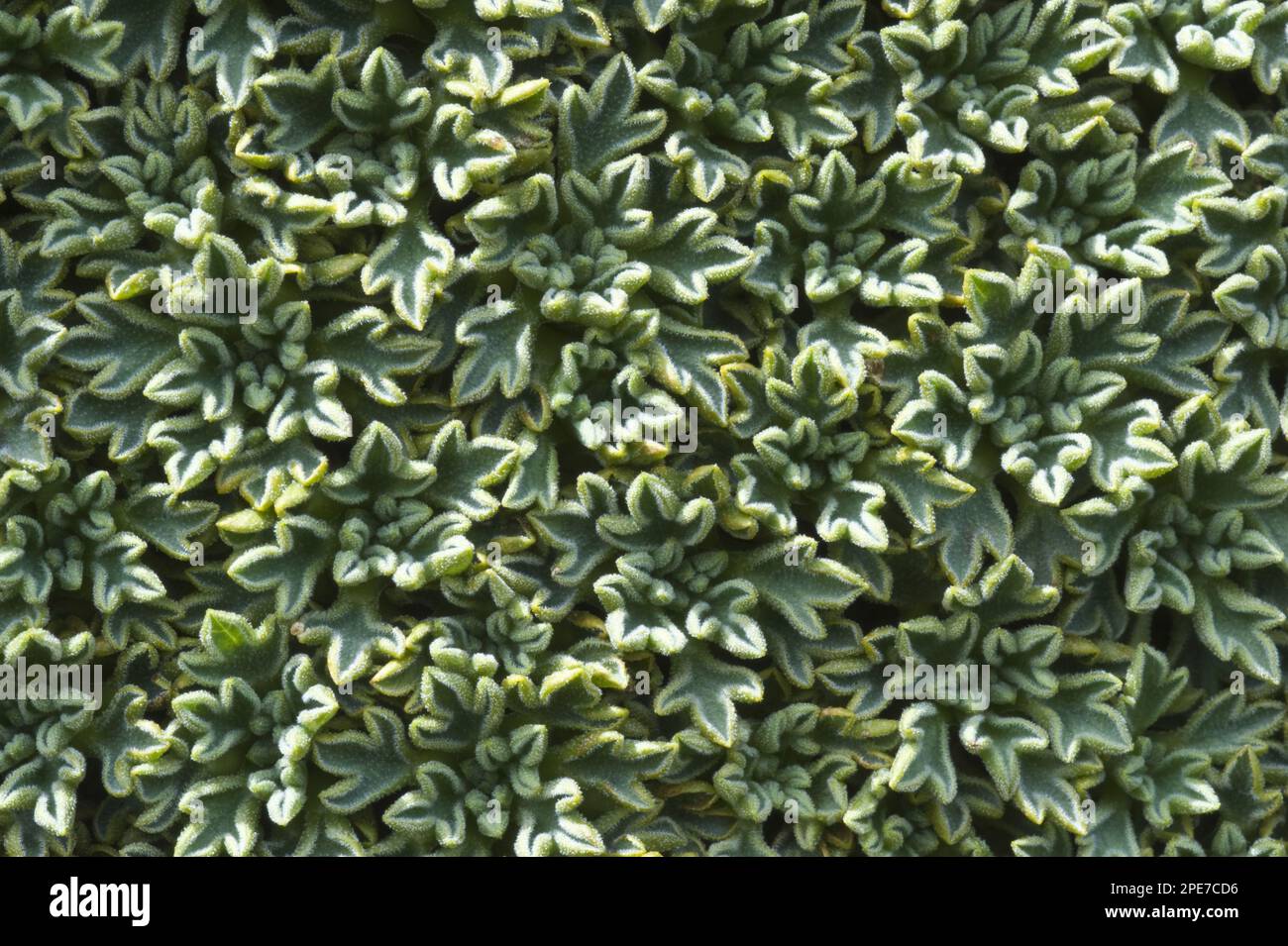 Bolax hi-res stock photography and images - Alamy