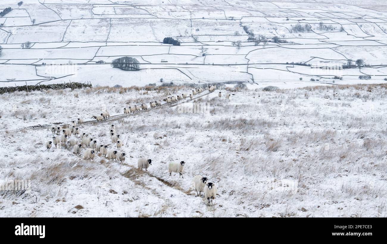 Flock of Swaledale ewes in an upland pasture following a track through ...