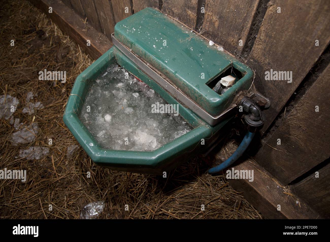 Frozen water trough in farm building, Chipping, Lancashire, England ...