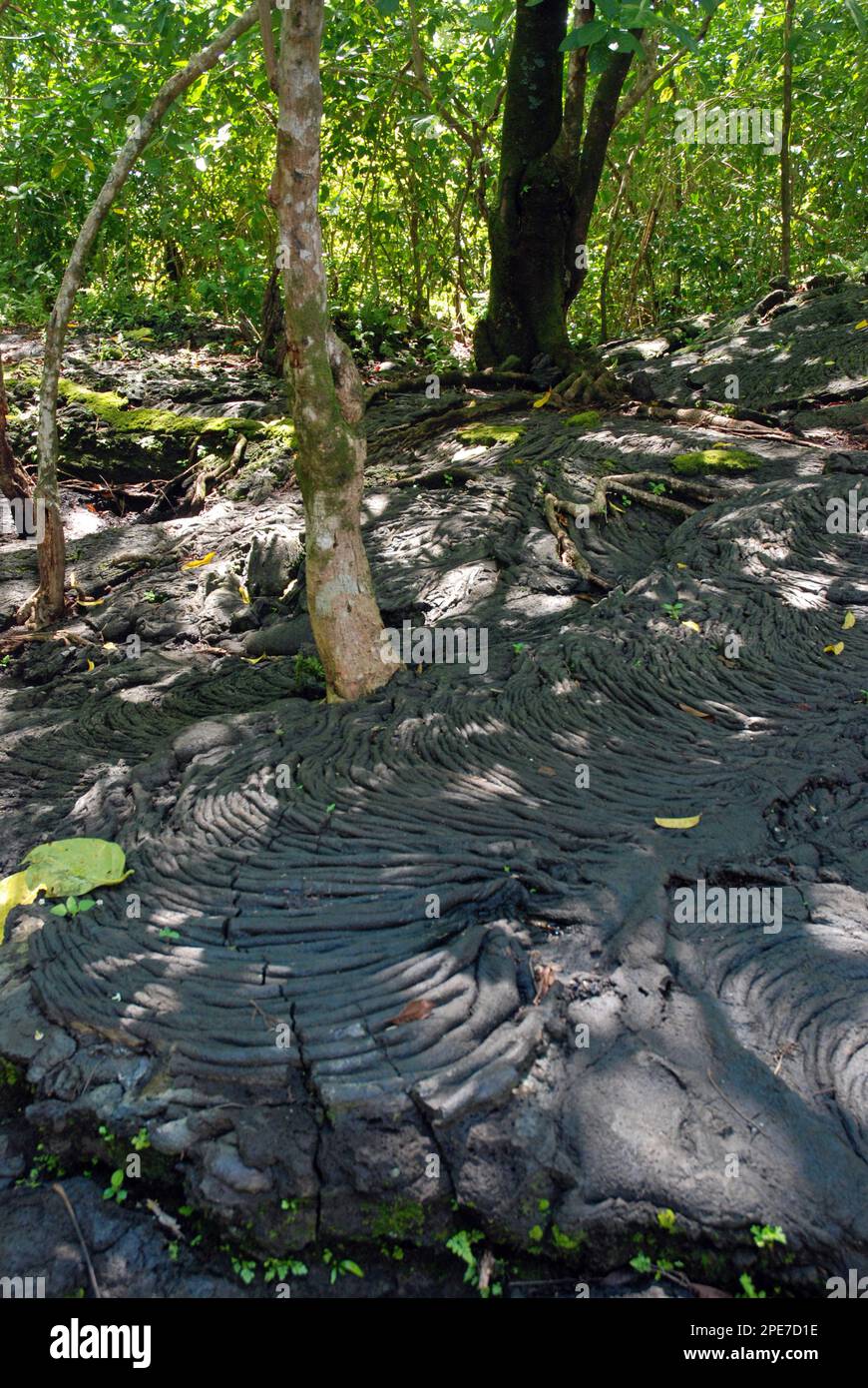 Trees growing from hardened lava, regeneration after the 1905-1911 ...