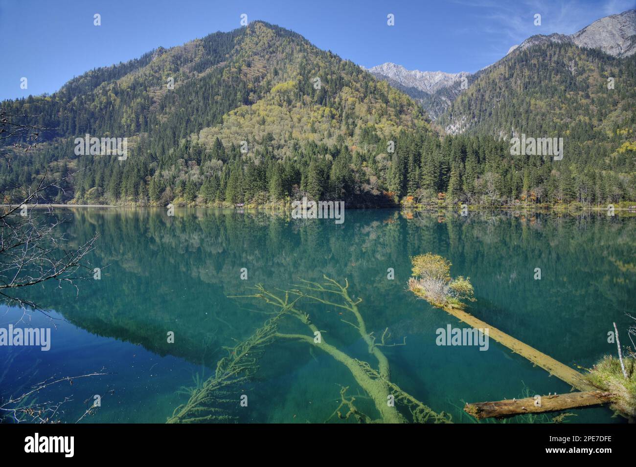 View of submerged tree trunks in a clear lake, Arrow Bamboo Lake, Rize ...