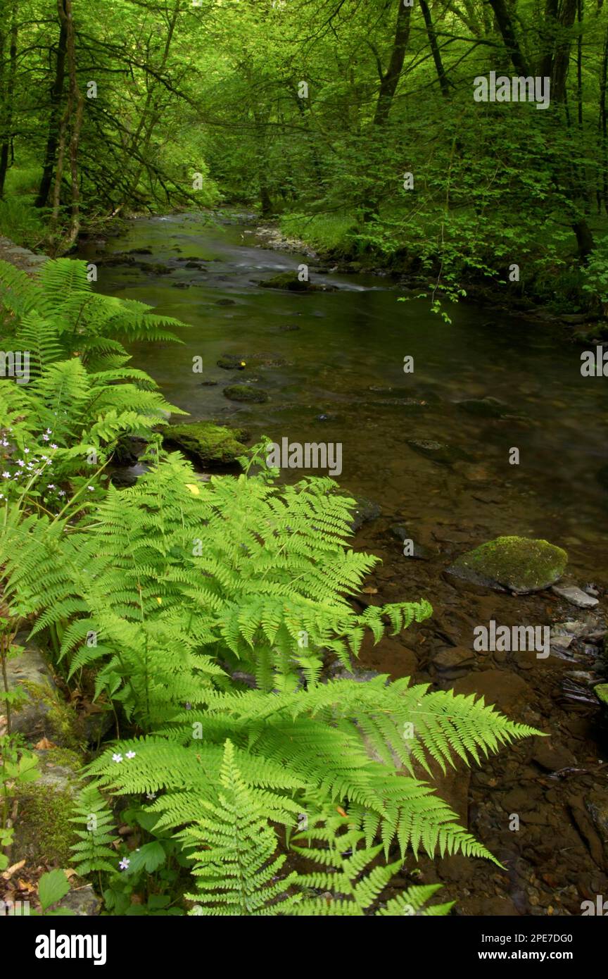 Ferns growing beside the river in the forest, River Lyd, Lydford Gorge ...