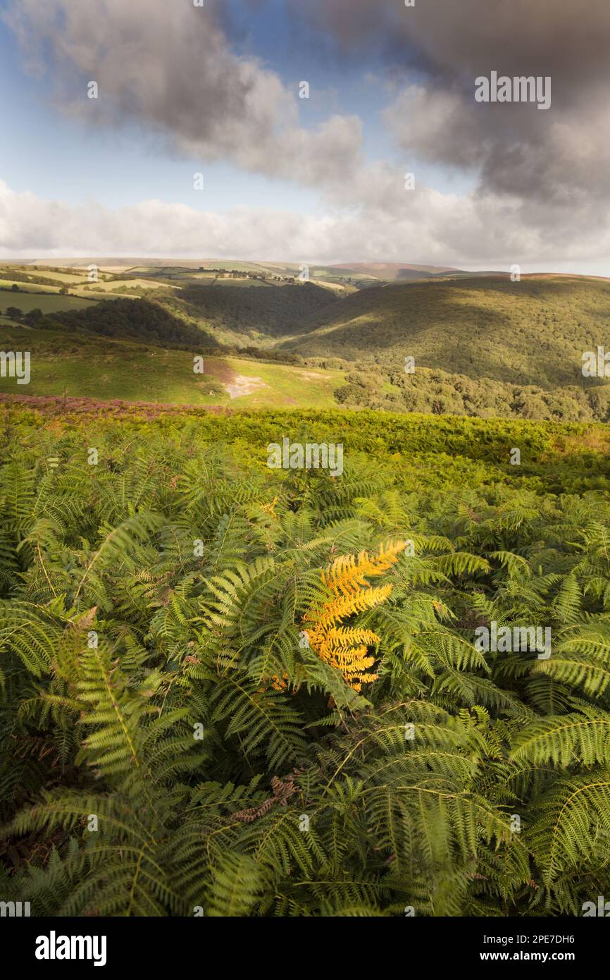 View over ferns swaying in the breeze with clouds (cumulus) overhead at ...
