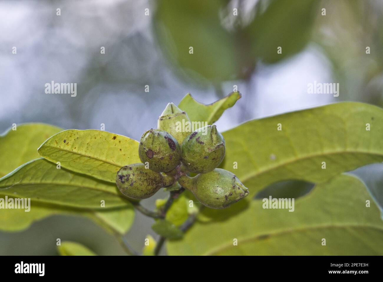 Myristicaceae family hi-res stock photography and images - Alamy