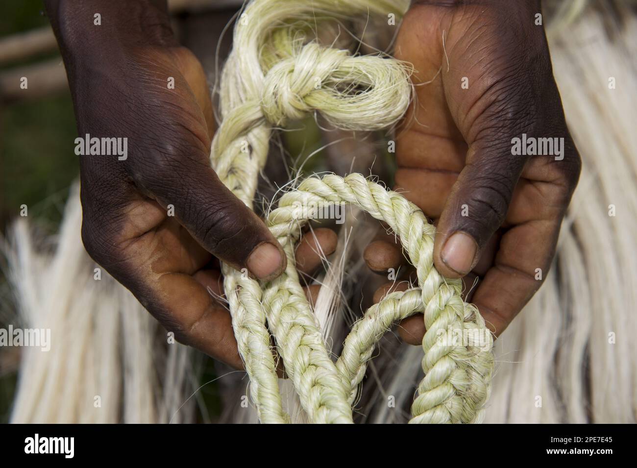 Sisal (Agave sisalana) fibres and rope held in hands, ready for the ...