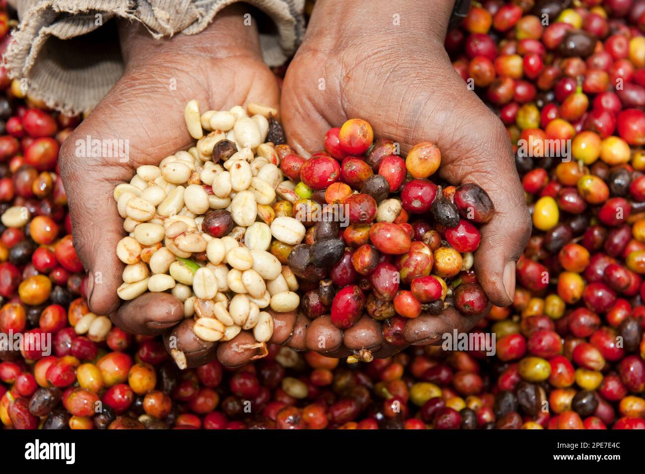Coffee plant (Coffea sp.), farmer with hulled and unhulled coffee beans ...