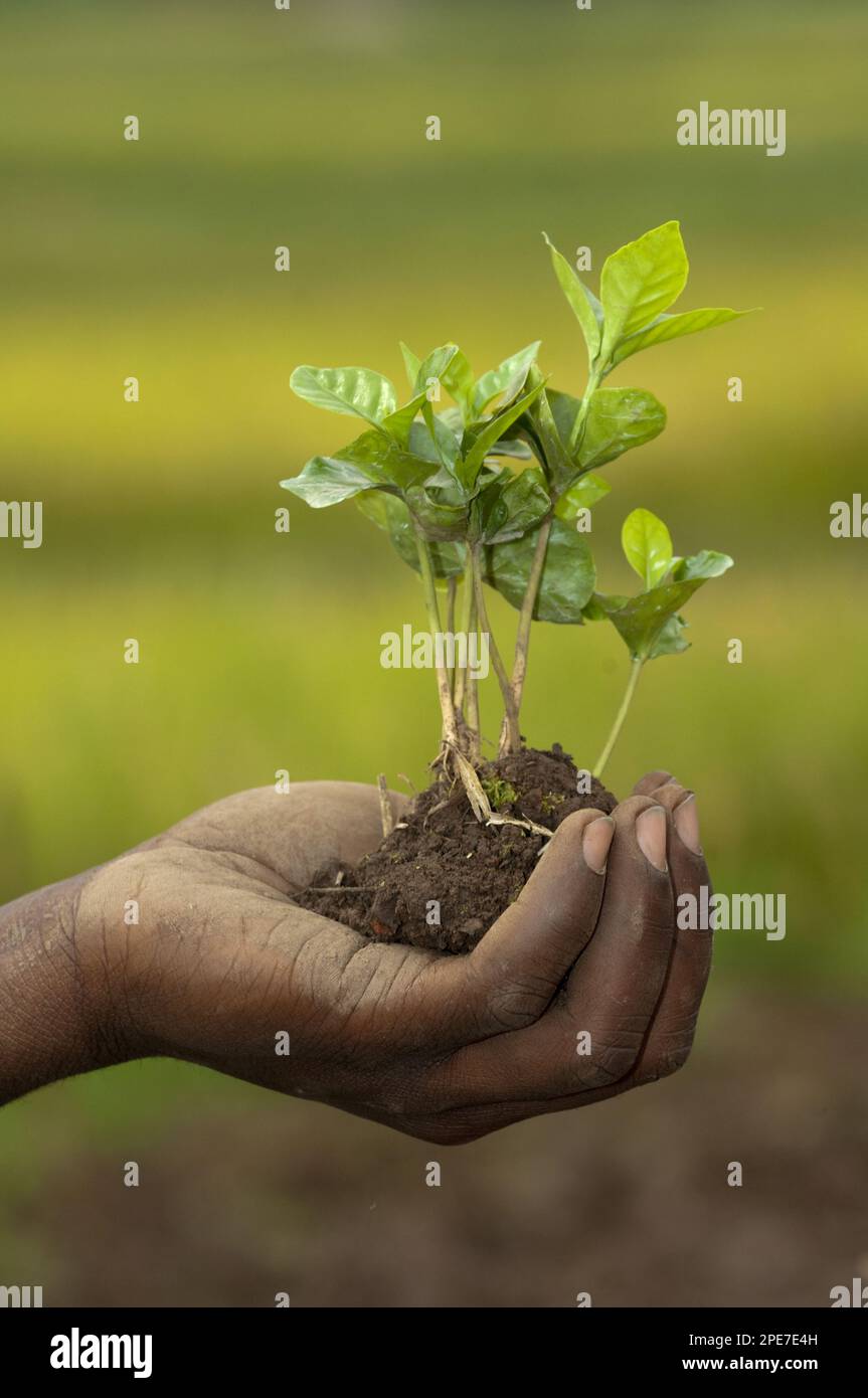 Coffee (Coffea sp.) seedling, held in the farmer's hand, Rwanda Stock ...