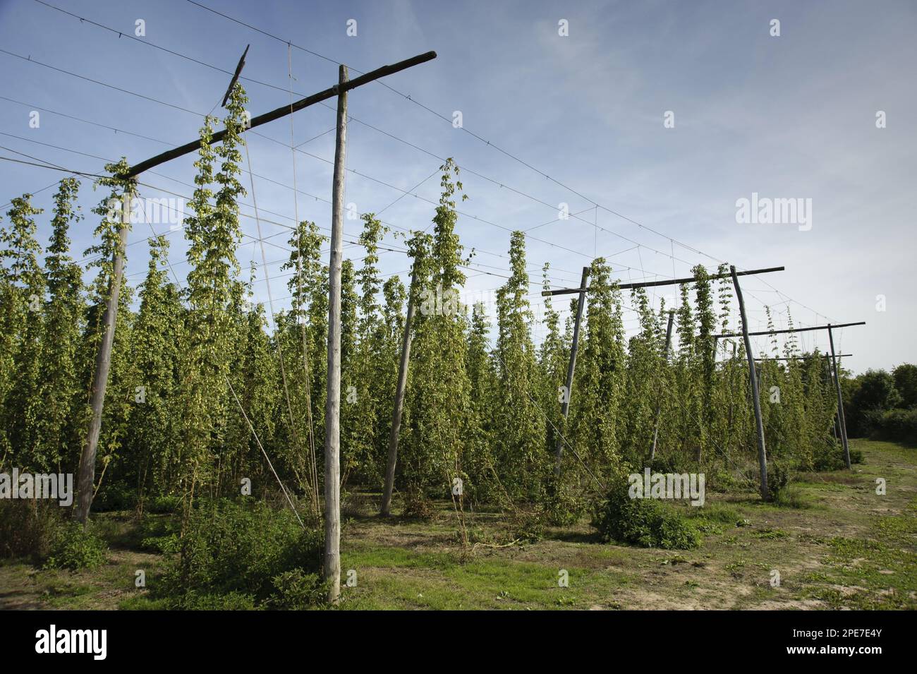 Hop humulus sp hi-res stock photography and images - Alamy