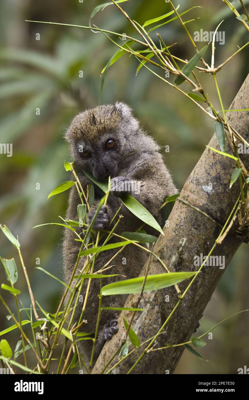 Eastern bamboo lemur, eastern lesser bamboo lemurs (Hapalemur griseus ...
