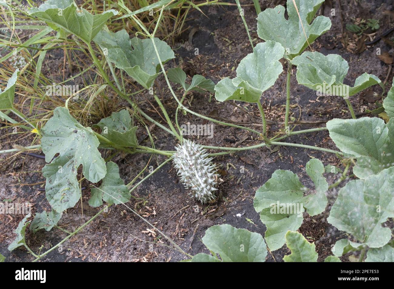 African Cucumber Wild Cucumber, Pumpkin family, Botswana Stock Photo ...