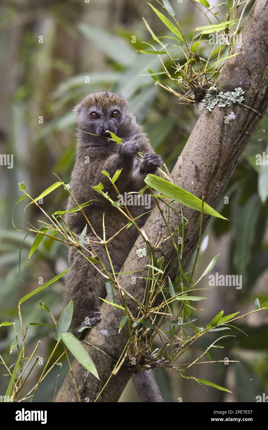 Eastern bamboo lemur, eastern lesser bamboo lemurs (Hapalemur griseus ...