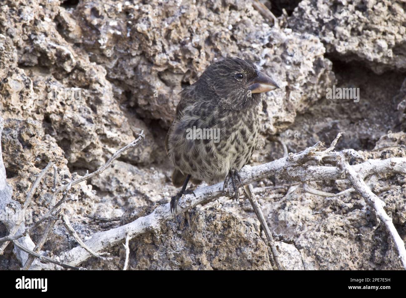Ground Finch, Opuntia Ground Finch, Darwin's Finches, endemic ...