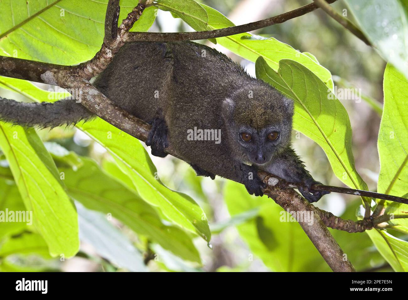 Eastern bamboo lemur, eastern lesser bamboo lemurs (Hapalemur griseus ...