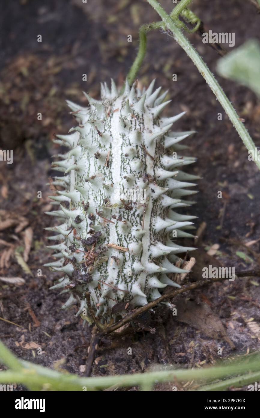 African cucumber hi-res stock photography and images - Alamy