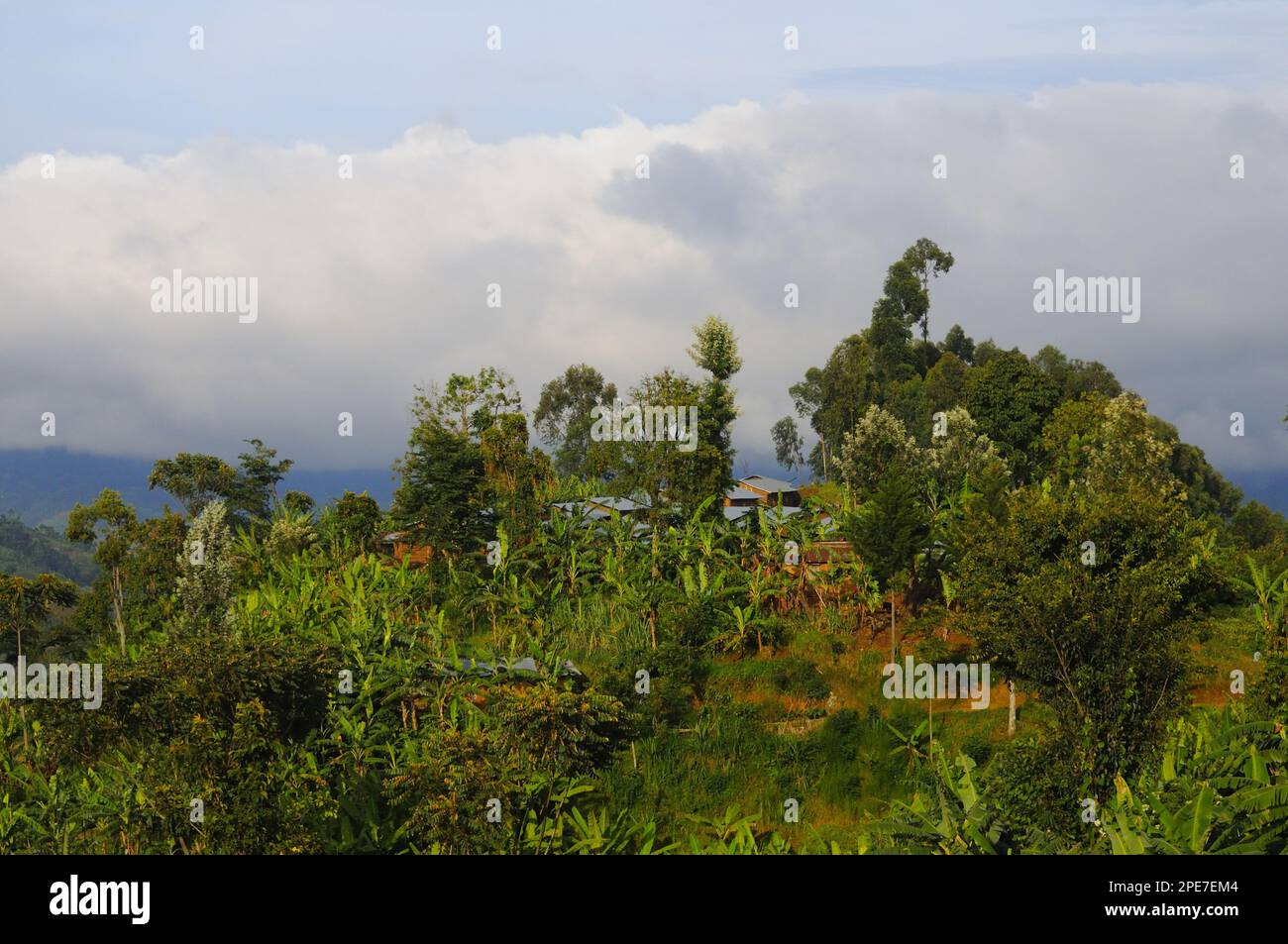 View of village and banana plantation at edge of Nyungwe Forest N. P ...