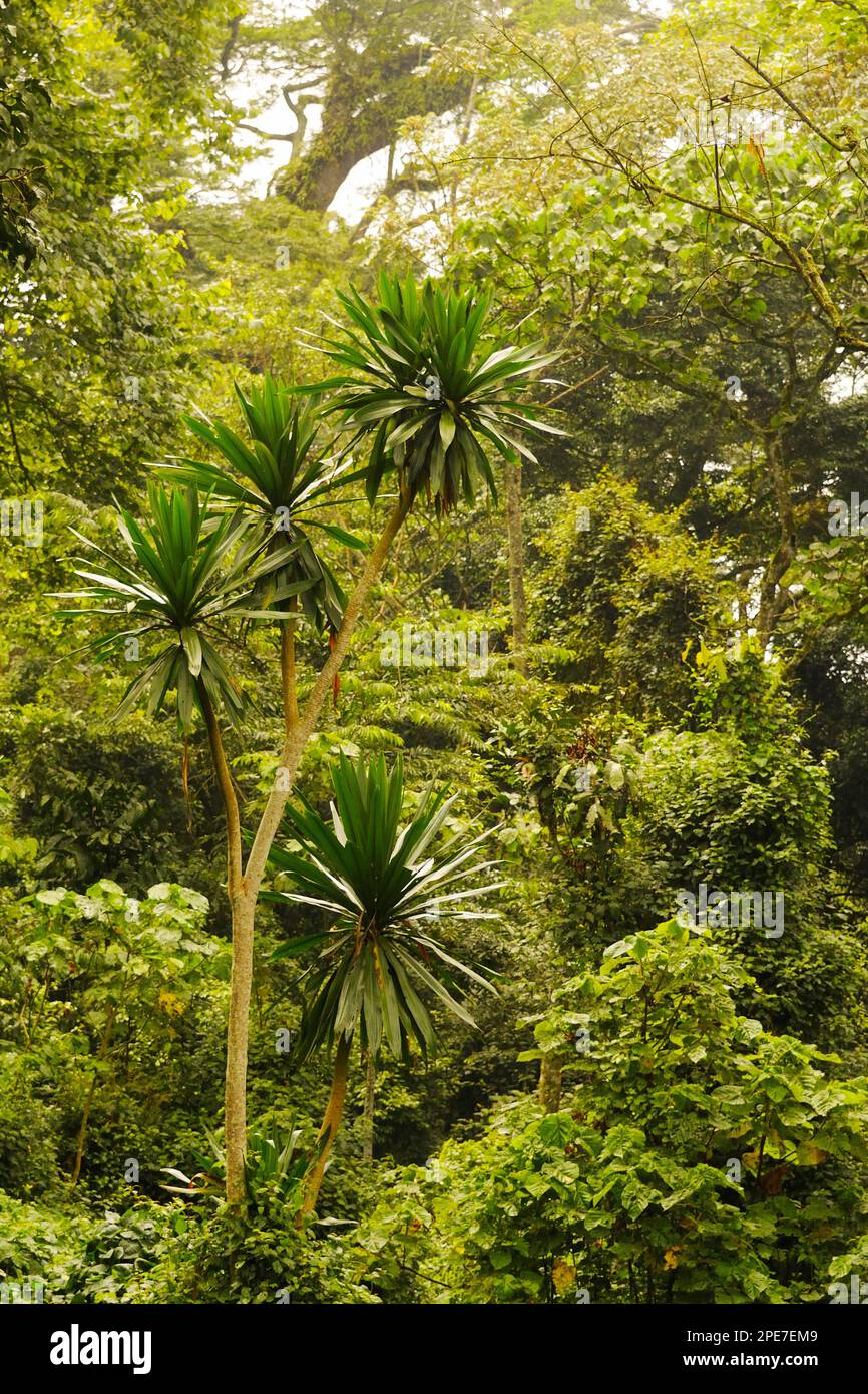 Interior of tropical montane forest habitat, Nyungwe Forest N. P ...