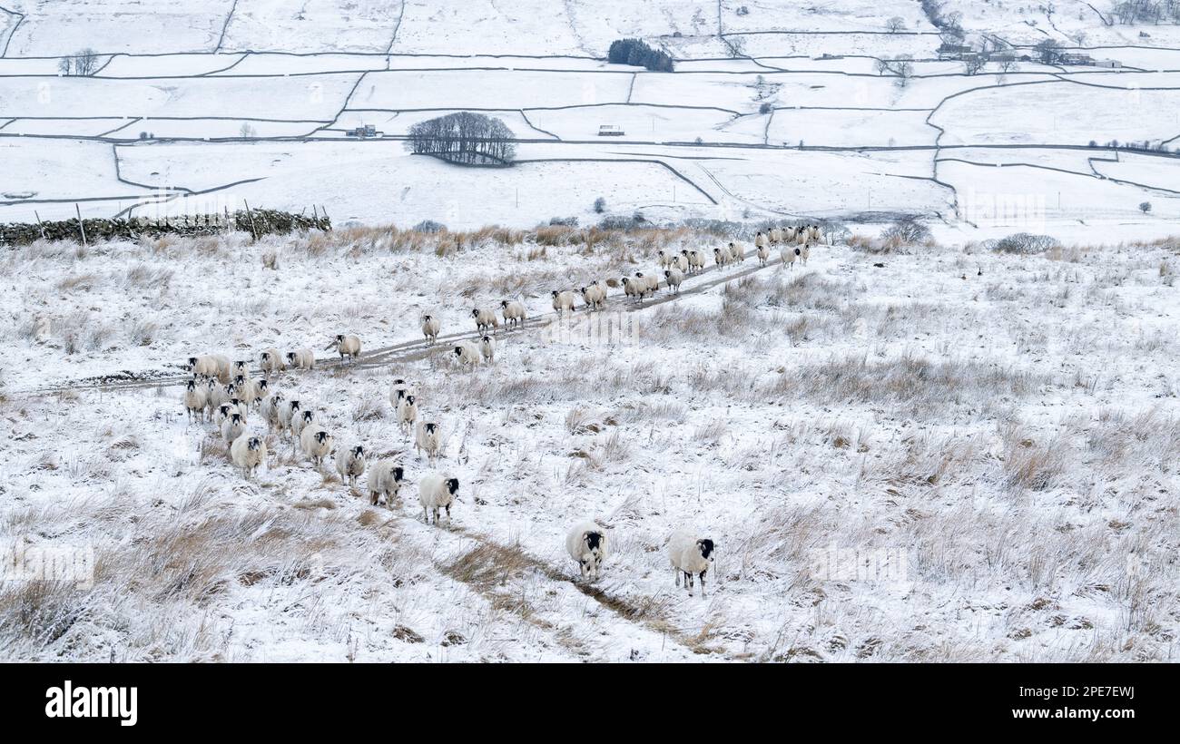 Flock of Swaledale ewes in an upland pasture following a track through ...
