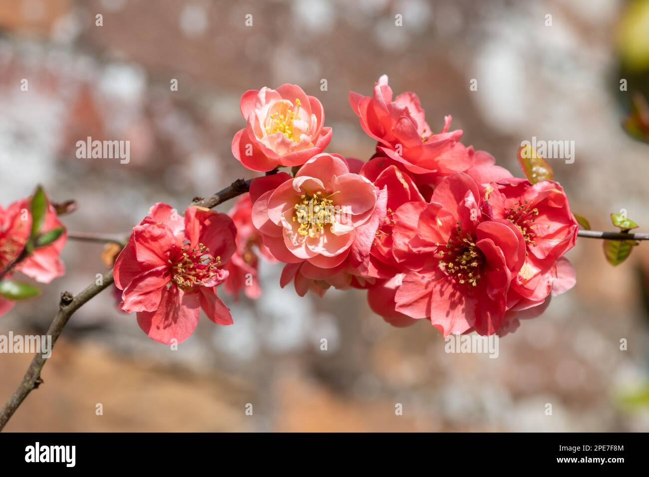 Quince tree in bloom hi-res stock photography and images - Alamy
