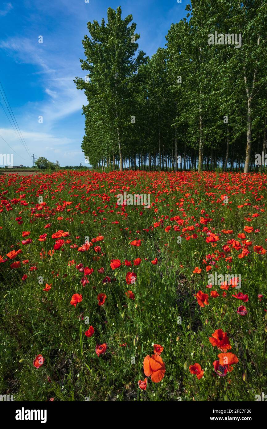 Campo di Papaveri Borgolavezzaro Piemonte Stock Photo - Alamy