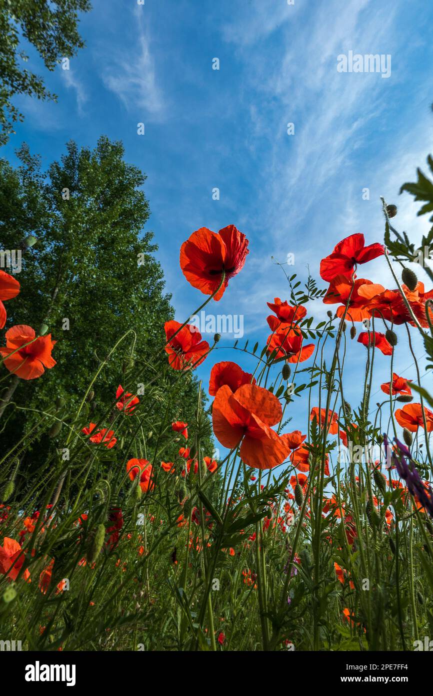 Di papaveri hi-res stock photography and images - Alamy