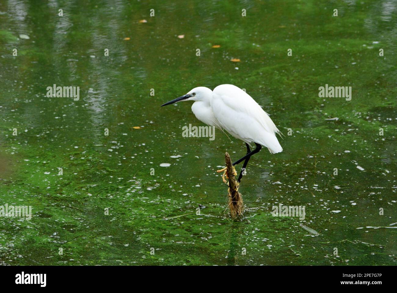 Great and little egrets hi-res stock photography and images - Alamy