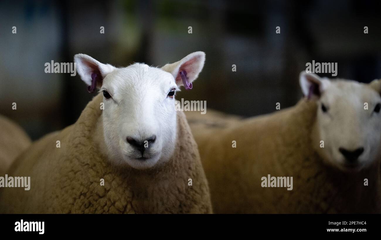 Lockerbie mart hi-res stock photography and images - Alamy