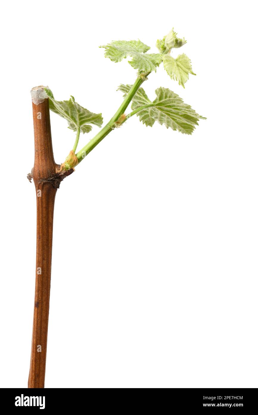 Young shoots of grapes on white. Side view. High resolution photo. Full ...