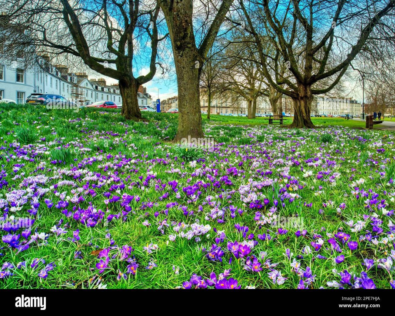 Spring Crocus Flower display, North Inch, Perth,Scotland Stock Photo ...