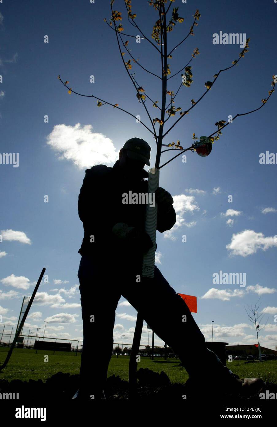 Dale Schmeiser, Sperry, Iowa, plants a Autumn Blaze Maple tree Saturday ...
