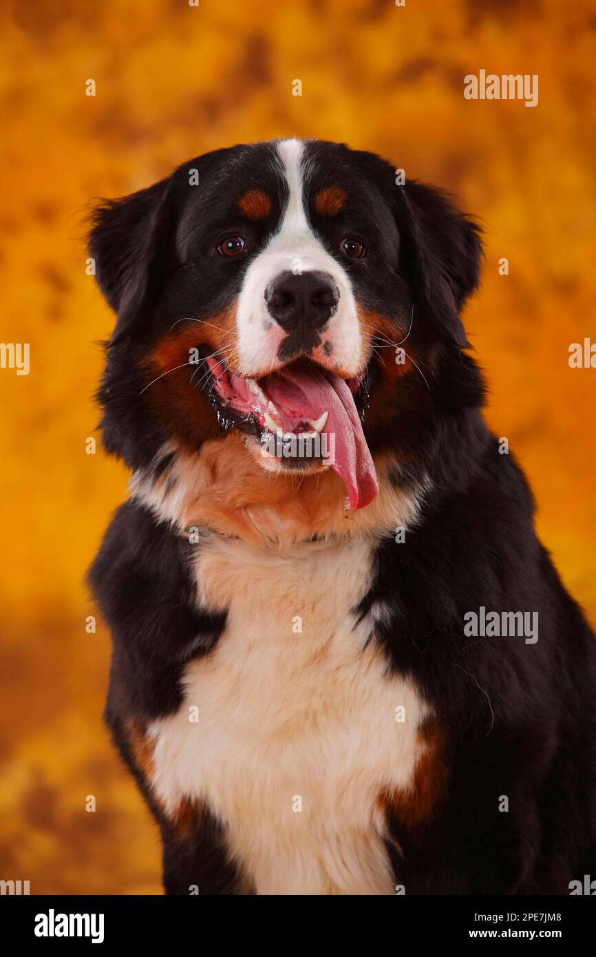 Adult male bernese mountain dog hi-res stock photography and images - Alamy