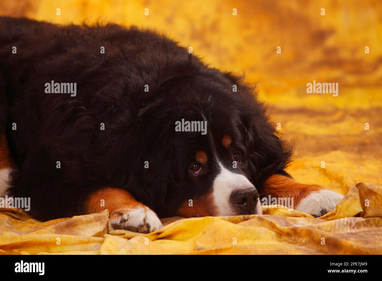 Adult bernese mountain dog hi-res stock photography and images - Alamy