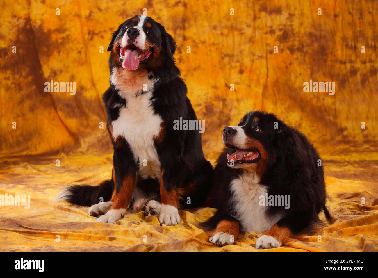 Two bernese mountain dog hi-res stock photography and images - Alamy