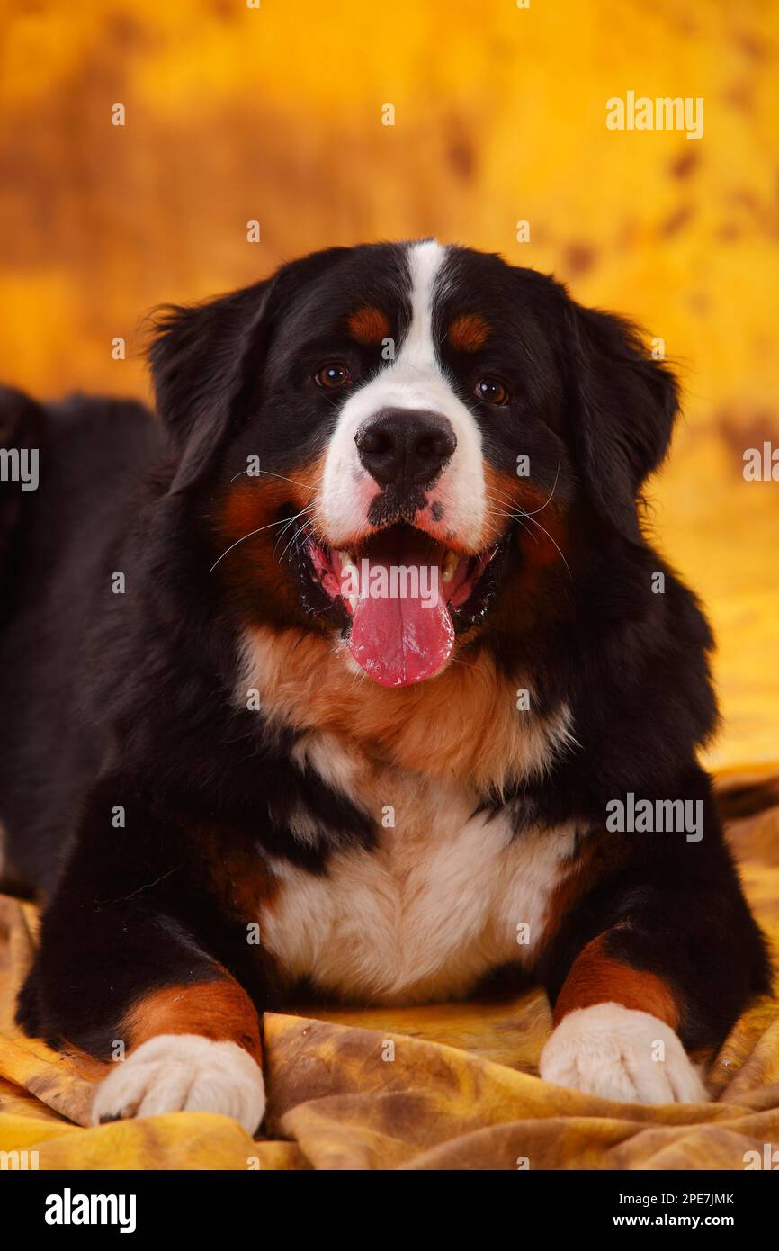Bernese Mountain Dog, male Stock Photo - Alamy