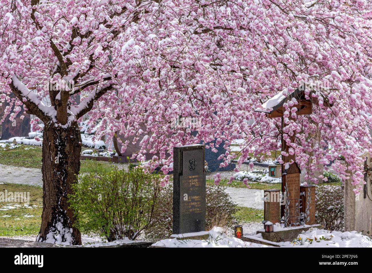 Revit Malus Spring Snow Flowering Crabapple