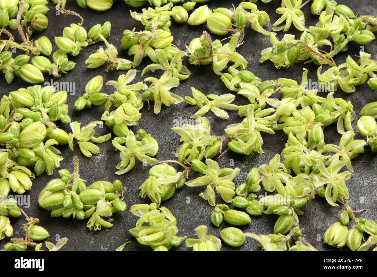 Cannabis flowers, side view isolated on black. Extrem close-up. High ...